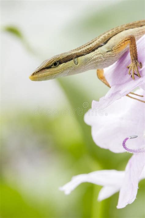 Asian Grass Lizard Six Striped Long Tailed Lizard Stock Image Image