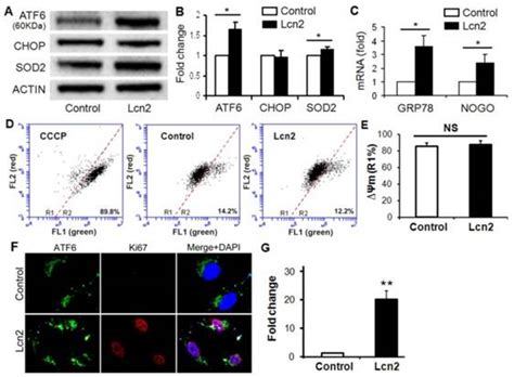 Lipocalin 2 Promotes Endoplasmic Reticulum Stress And Proliferation By