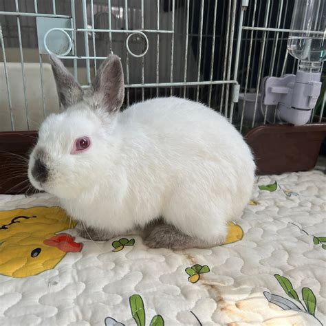 兔廬－tolobunny 支持領養 領養代替購買