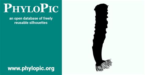 Euplectella Aspergillum Cc0 10 Phylopic