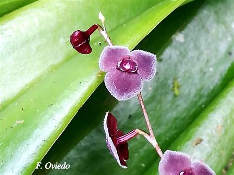 Especies Flora Ecos Del Bosque