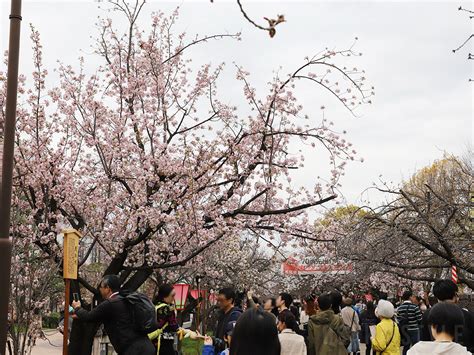 大阪の春の風物詩 造幣局「桜の通り抜け」、今年も事前申込制 Osaka Style