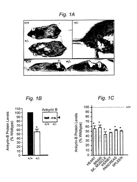 Methods Of Modulating Localization And Physiological Function Of Ip3 Receptors Eureka Patsnap