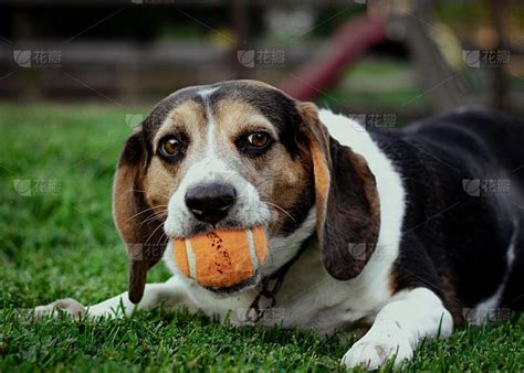 小猎犬号与球素材 花瓣网