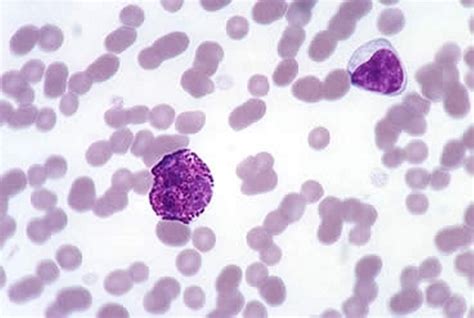 Imageblood Smear Platelets Horse Merck Veterinary Manual