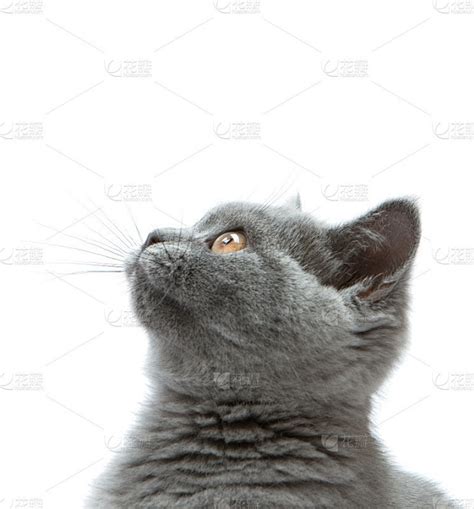 好奇的小猫