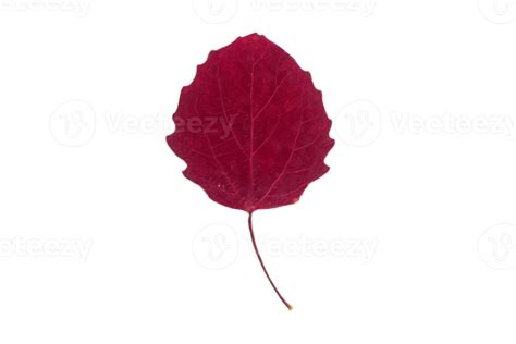 Red Leaf Tree Isolated On A Transparent Background PNG