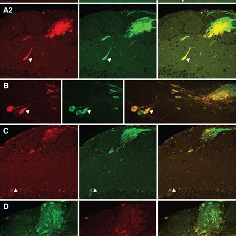 In Vivo Electroporation Labels The Postsynaptic Targets Of A Single