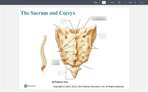 Extra Bones Diagram Quizlet