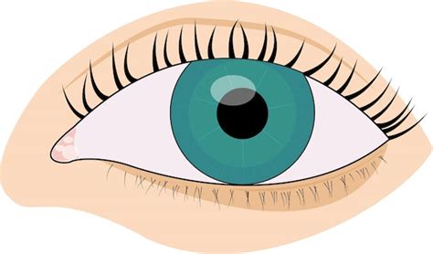 Premium Vector Human Eye Vector Art Download