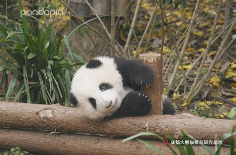 熊猫和花 堆糖，美图壁纸兴趣社区