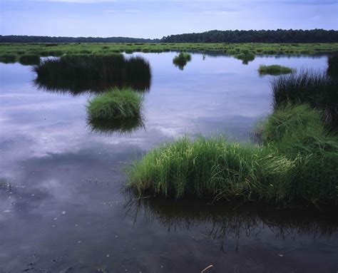 Free Picture Swamp Water Landscape