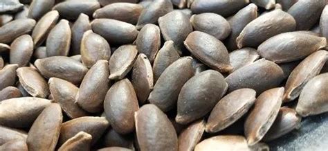Sapota Chiku Seeds For Fruits At Best Price In Jodhpur Id 21384837433