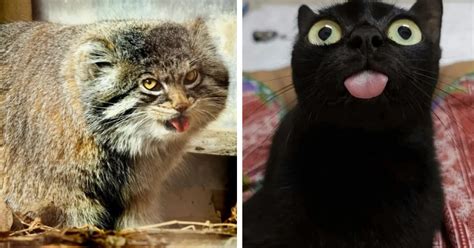 A Bounty Of Bleps 25 Purrfect Pics Of Ameowzingly Adorable Cat Bleps