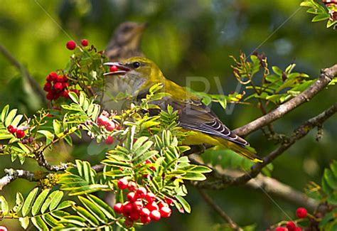 Pirol Weibchen Lbv Naturfotos Bilddatenbank