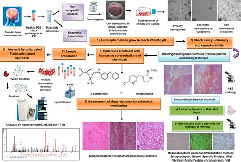 Shotgun Proteomic Based Approach With A Q Exactive Hybrid Quadrupole Orbitrap High Resolution