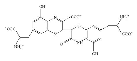 Pyomelanin Formation Pathway This Route Is A Bifurcation Of The