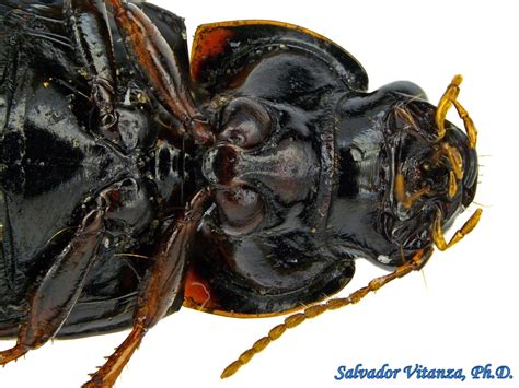 Coleoptera Carabidae Amara Apachensis Seed Eating Ground Beetles E