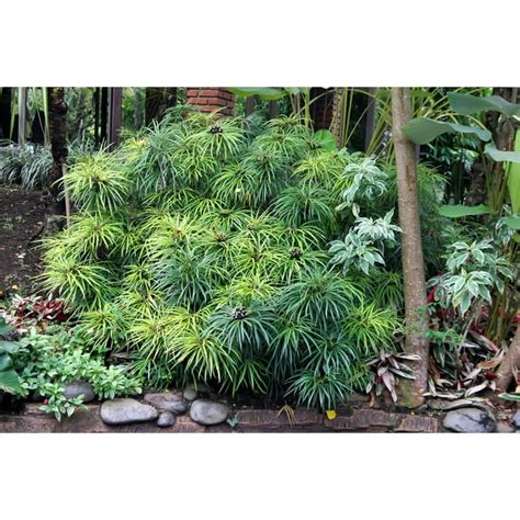 50 Umbrella Plant Cyperus Alternifolius Papyrus Grass Umbrella Palm