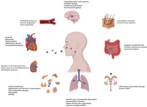 Male Reproductive Cycle