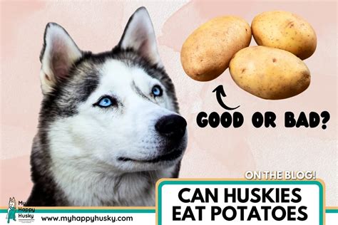 Can Huskies Eat Potatoes Or Sweet Potatoes All You Need To Know My