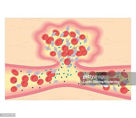 Coagulation Cascade Stock Fotos Und Bilder Getty Images