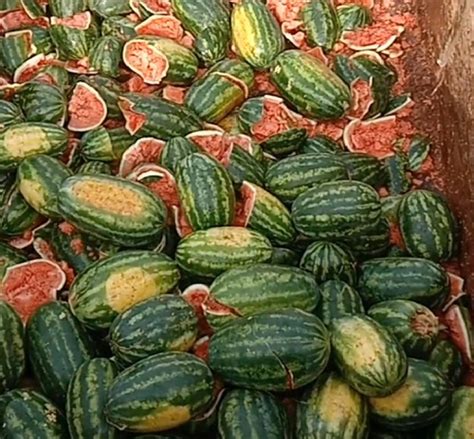 မြန်မာ့ဖရဲသီး နယ်စပ်ကုန်သွယ်‌ရေး အခက်အခဲများကြောင့်ပြည်တွင်းဈေးကွက်ကိုအားပြုနေရ