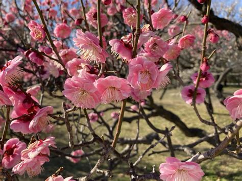 【大阪市中央区】誰でも卸価格で購入可 「大阪総合園芸センター」へ行ってみました！ 号外net 大阪市