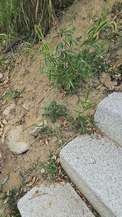 강물이 다 말라 버렸습니다 Youtube