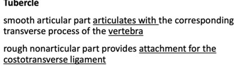 Excitation Contraction Flashcards Quizlet