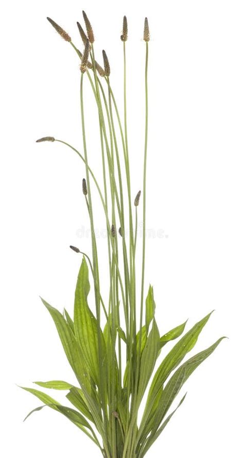 English Plantain Plantago Lanceolata Stock Illustration