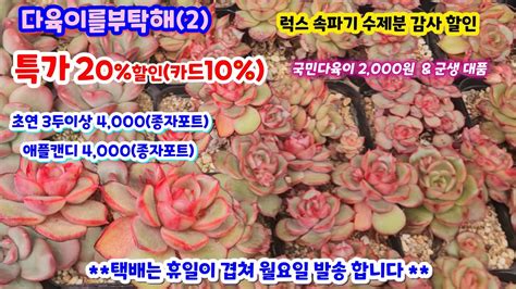 다육이를부탁해2 가격 착하게 들어온 다육이 군생 20할인까지 Youtube