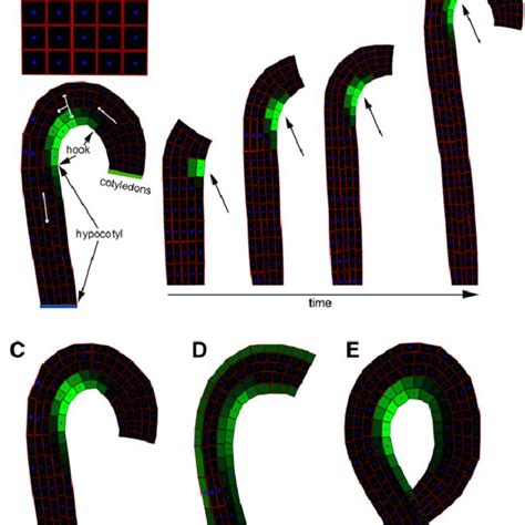 Pdf A Model Of Differential Growth Guided Apical Hook Formation In Plants