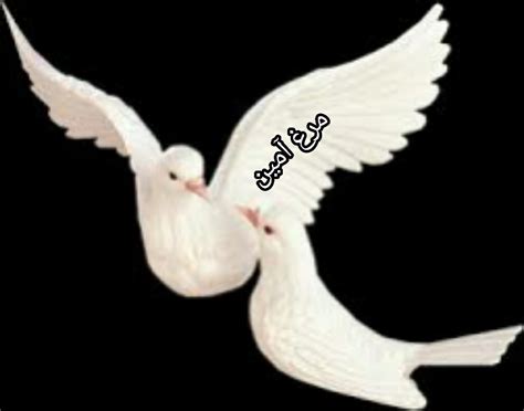 معلومات های طبی Medical Science Information سیستم ایمنی چیست؟ میلیون‌ها باکتری، ویروس و میکروب