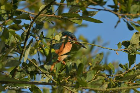 Gavin Durrant Gavindurrant1 Twitter