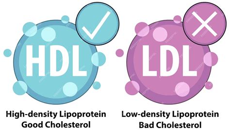Understanding Hdl And Ldl Cholesterol Free Vector