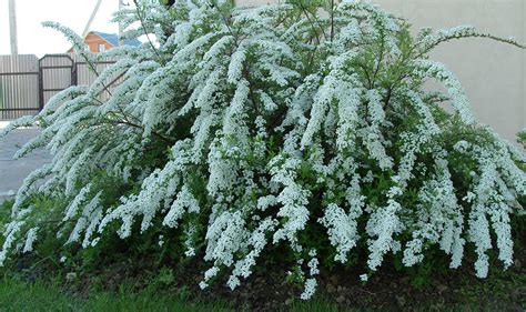 Посадка, уход и размножение кустарника спирея: фото, виды и сорта спиреи