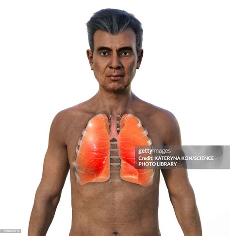 Healthy Lungs Illustration High Res Vector Graphic Getty Images