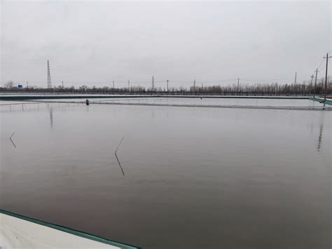 应激倒藻氨氮亚盐超标有害菌增殖青苔爆发 春季河蟹困境怎么破 阴雨 天气 池塘