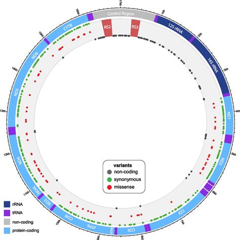 Observed Mtdna Sequence Variants Within The Dataset The 438 Variant