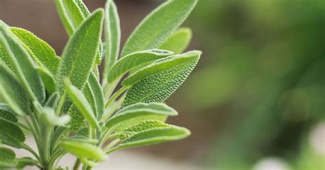 Así Se Debe Utilizar La Salvia Para Desinflamar Y Mejorar Las Dolencias