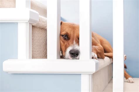Cachorro doente 9 sinais fáceis de identificar Blog da Cobasi