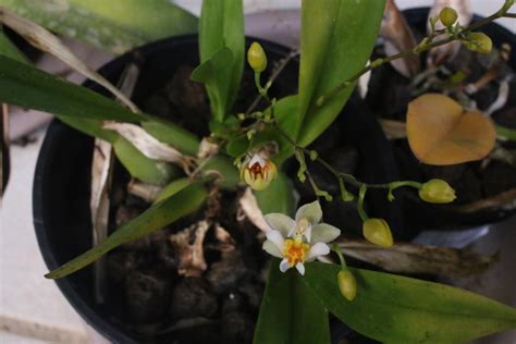 Onc Twinkle Fragrance Fantasy Orchid Board Most Complete Orchid