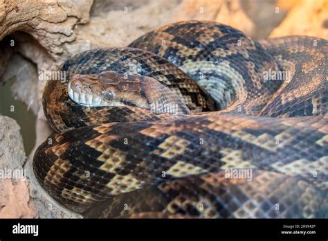 The Amethystine Python Simalia Amethistina Is A Species Of Non