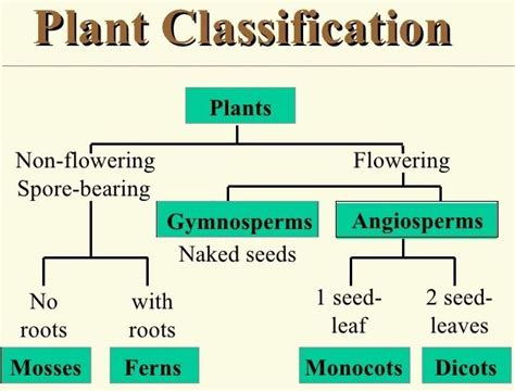 Image Result For Plant Classification Biology Facts Learn Biology