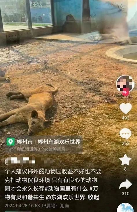 湖南一动物园被曝“狮子瘦骨嶙峋”，景区回应视频东湖欢乐世界