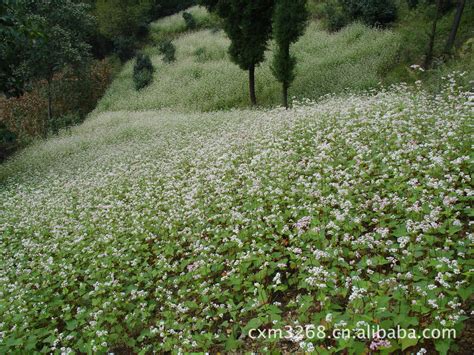 万年荞的图片万年青花图片第9页大山谷图库