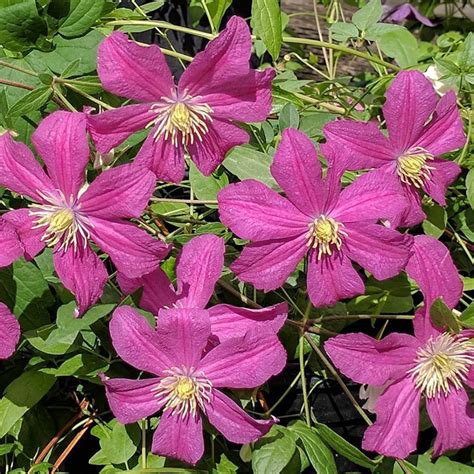 Clematis Remembrance Brushwood Nursery Clematis Specialists