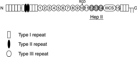 Model Of Fibronectin Diagram Shows The Location Of The Rhep Ii Domain