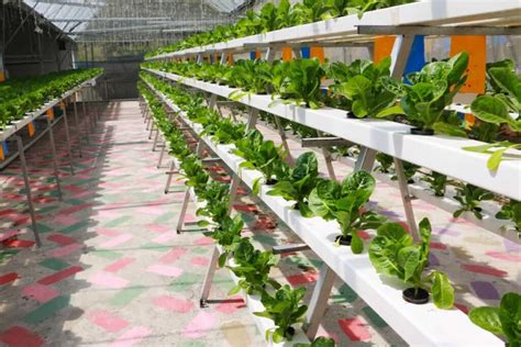 Hydroponic Farming Cost And Profit In India Cultivation And Production